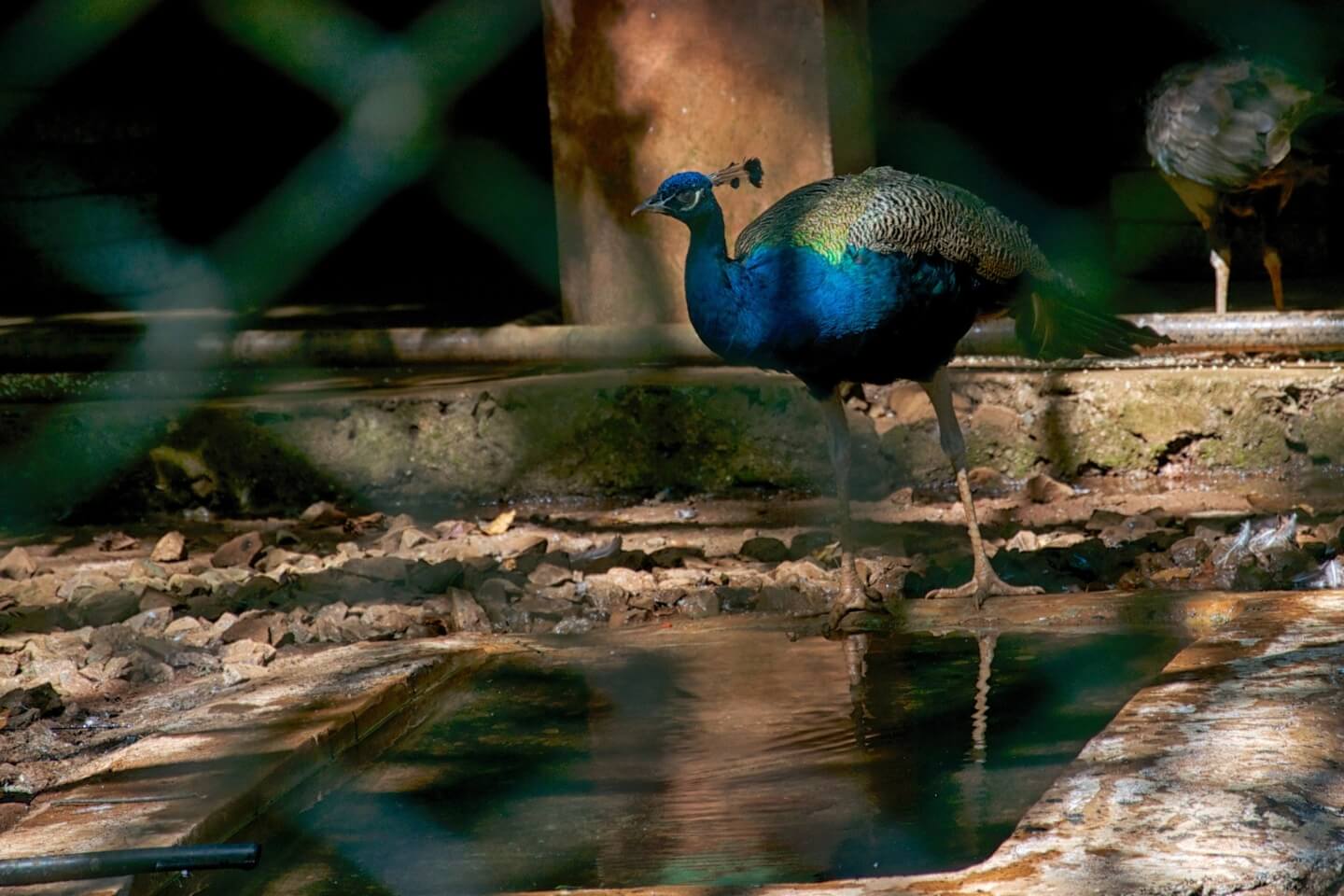 Bondla Wildlife Sanctuary Goa, India (Entry Fee, Timings, Safari, Best ...