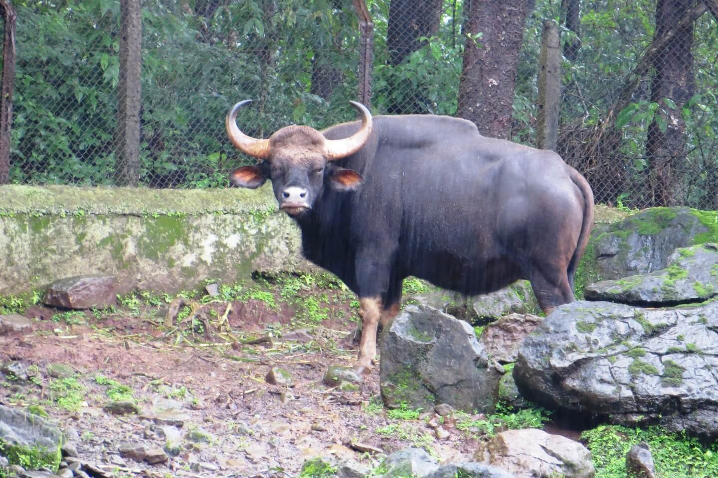 Bondla Wildlife Sanctuary Goa, India (Entry Fee, Timings, Safari, Best ...