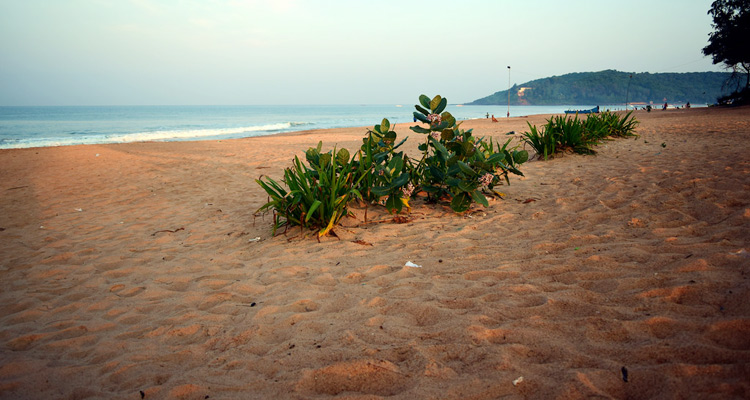 Calangute Beach Goa, India (Location, Activities, Night Life, Images ...